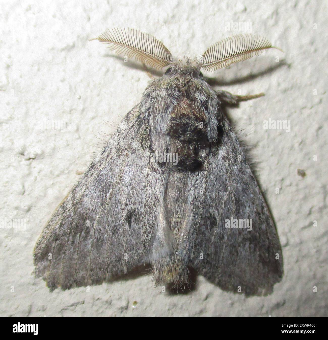 Tussock Moths (Lymantriinae) Insecta Stock Photo - Alamy