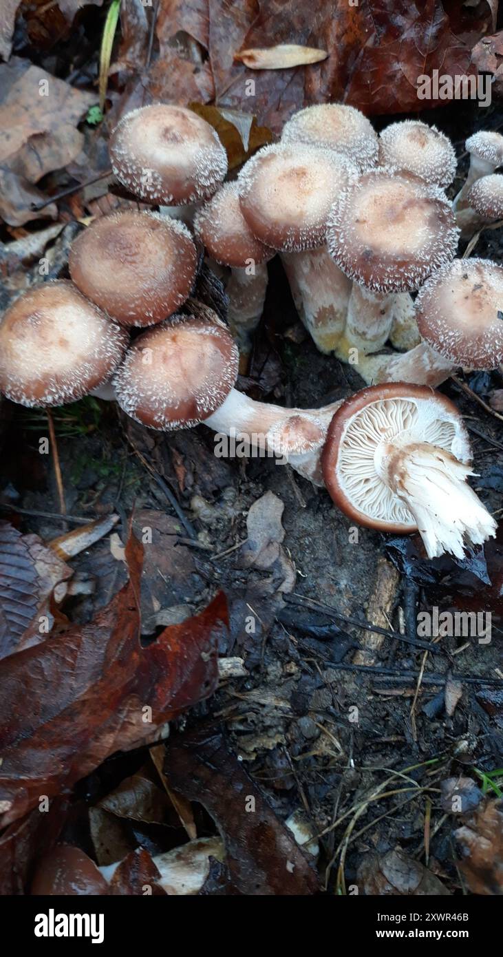 honey mushrooms (Armillaria) Fungi Stock Photo - Alamy