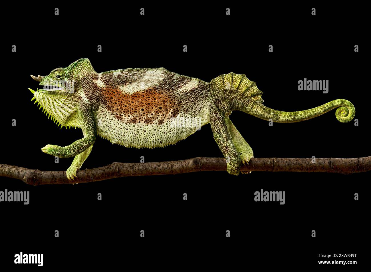 Four-horned chameleon (Trioceros quadricornis) male Stock Photo - Alamy