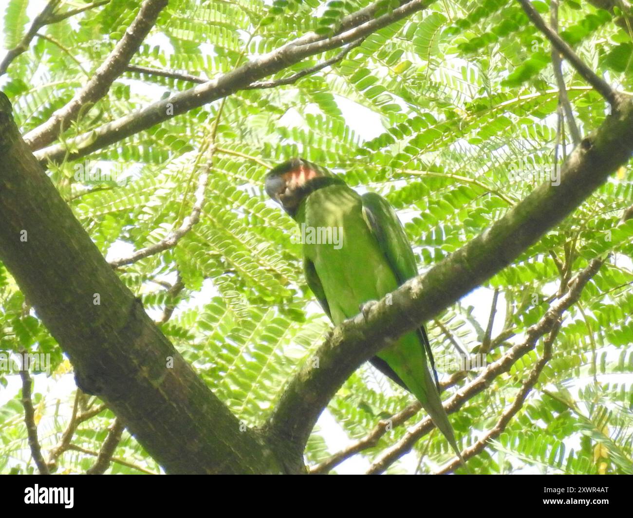 Long tailed parakeet psittacula longicauda hi-res stock photography and ...