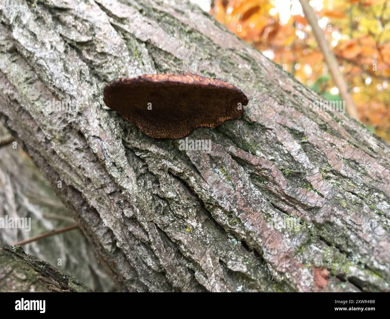 Thin-walled Maze Polypore (Daedaleopsis confragosa) Fungi Stock Photo - Alamy
