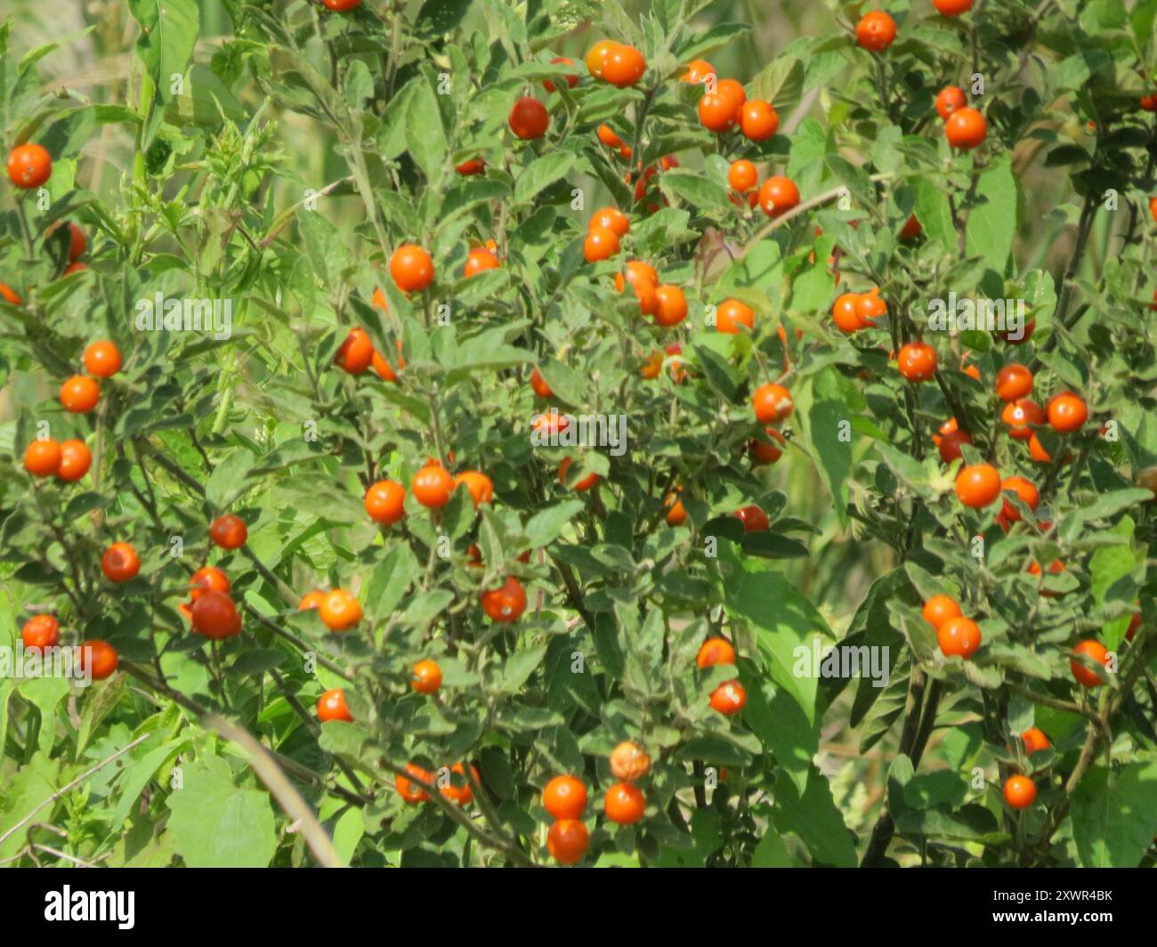 Jerusalem cherry (Solanum pseudocapsicum) Plantae Stock Photo - Alamy