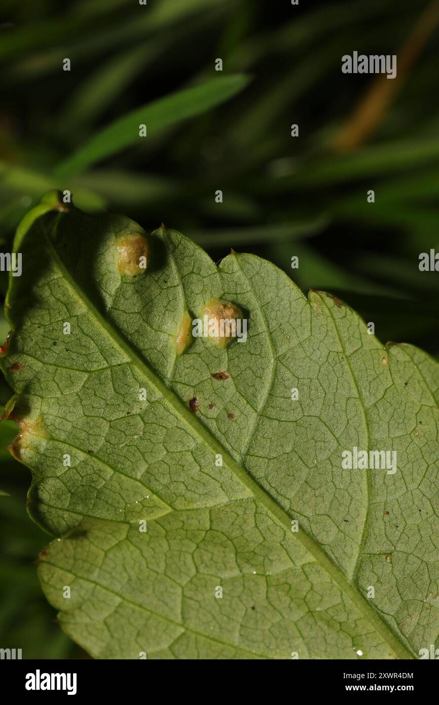 Macrosporus hi-res stock photography and images - Alamy