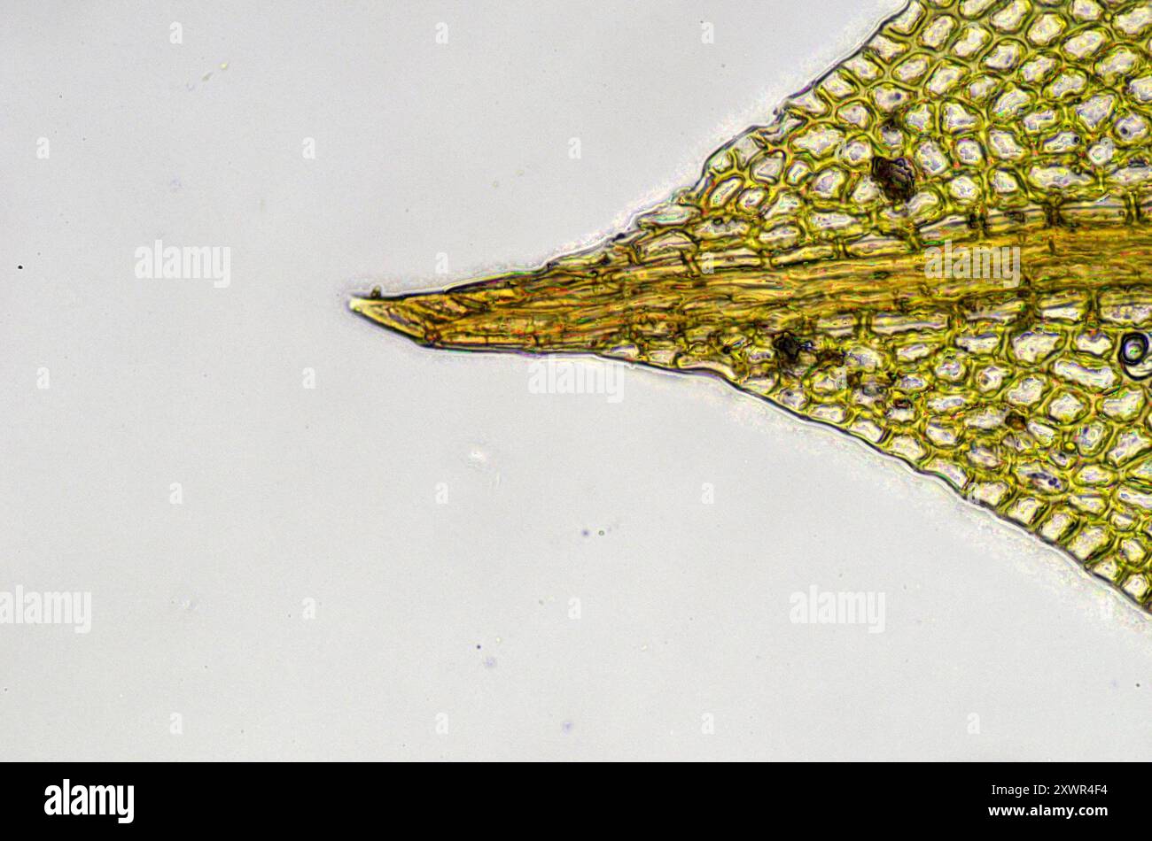 Common Pottia (Tortula truncata) Plantae Stock Photo - Alamy