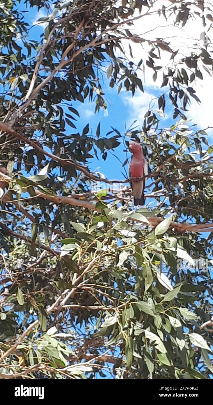 Galah (Eolophus roseicapilla) Aves Stock Photo - Alamy