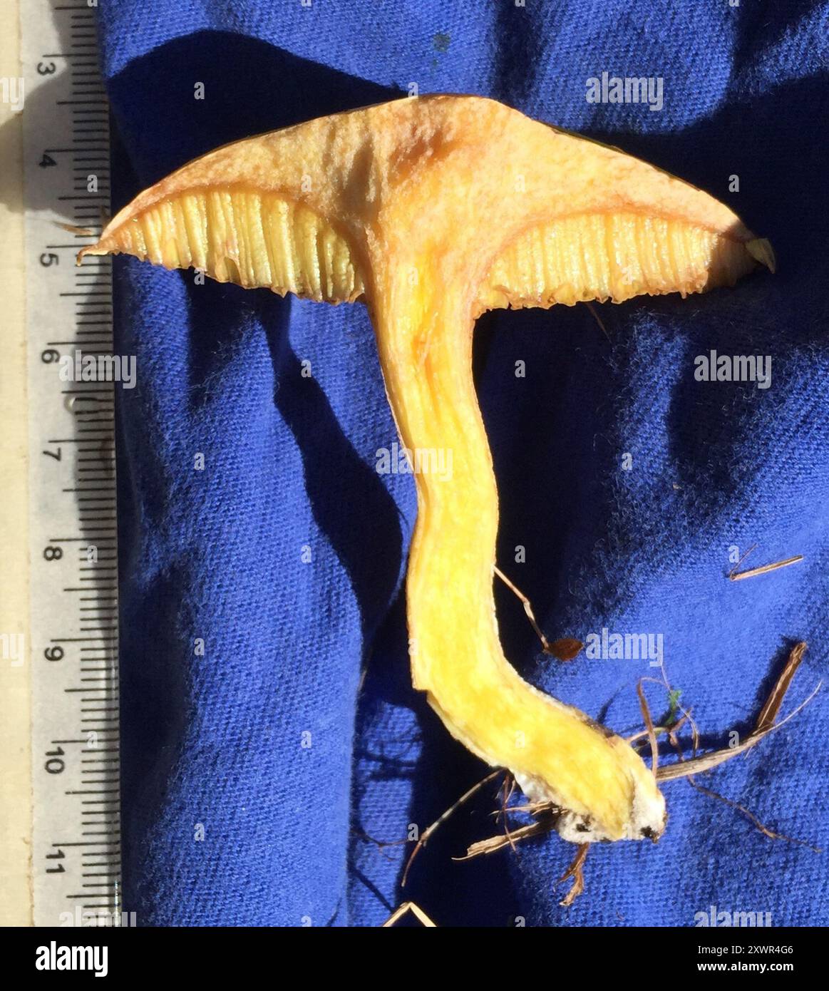 Chicken Fat Mushroom (Suillus americanus) Fungi Stock Photo - Alamy