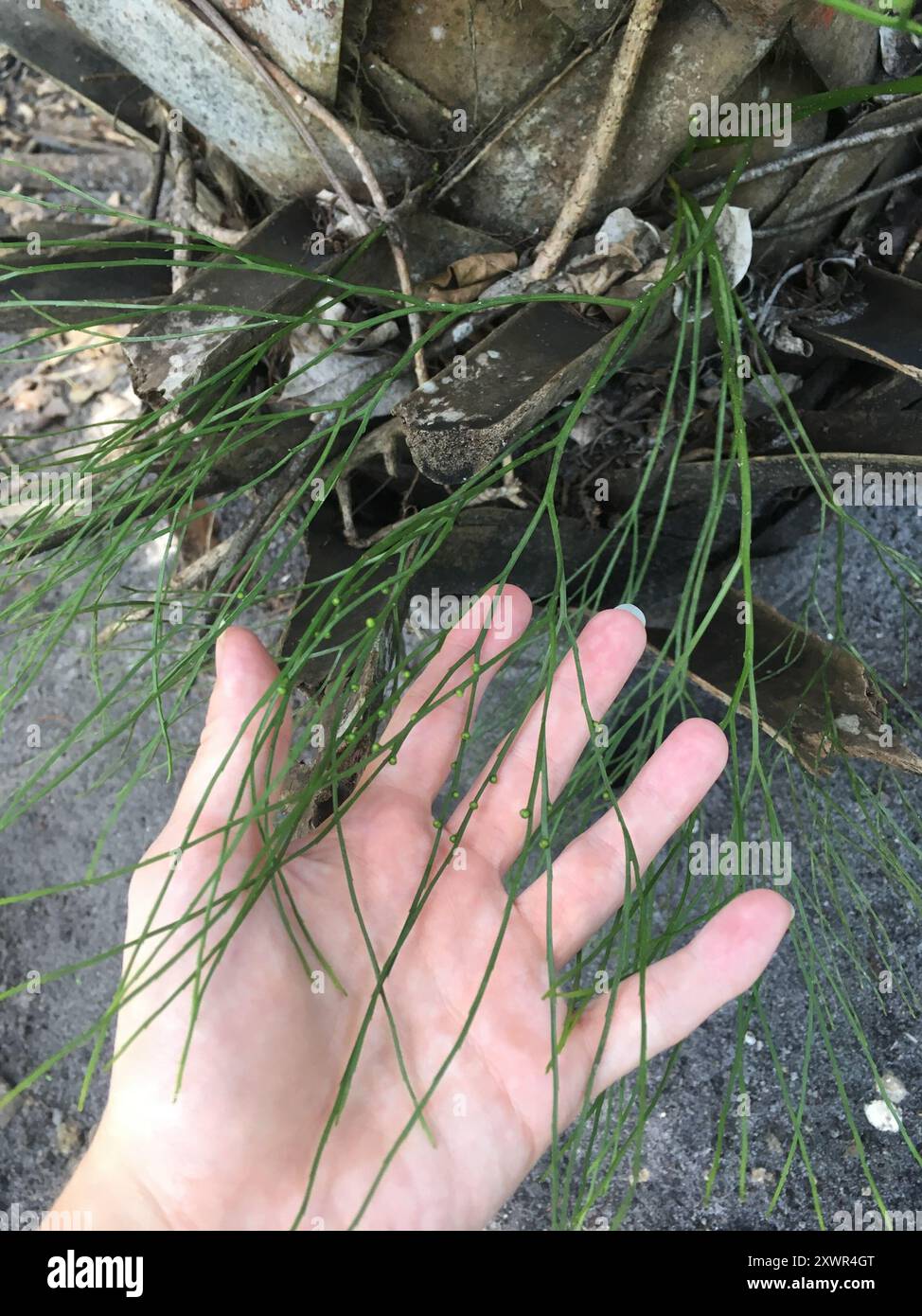 skeleton fork fern (Psilotum nudum) Plantae Stock Photo - Alamy