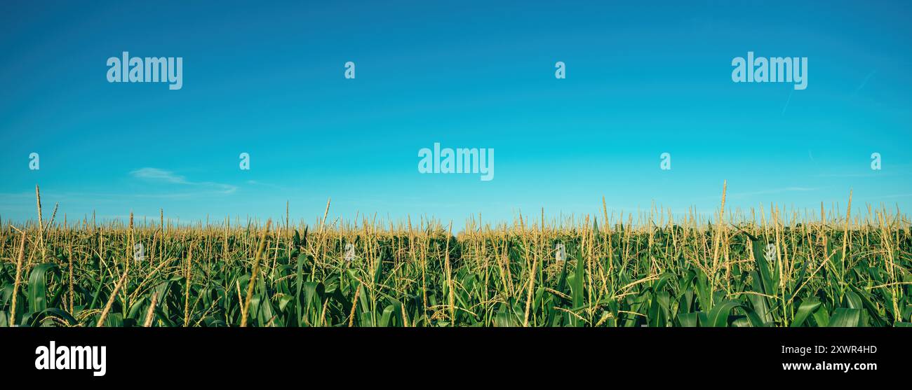 Landscape image corn field hi-res stock photography and images - Alamy