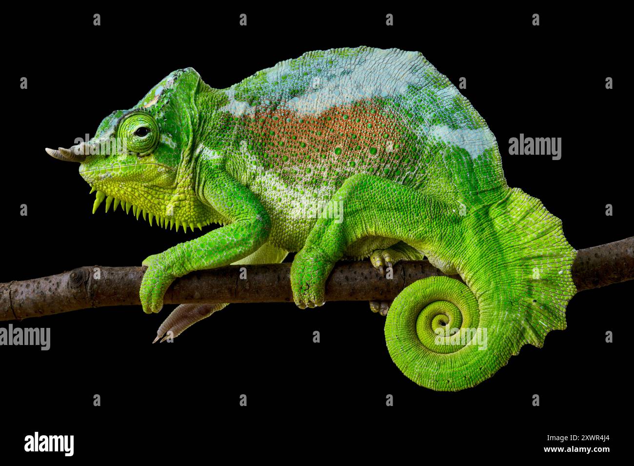 Four-horned chameleon (Trioceros quadricornis) male Stock Photo - Alamy
