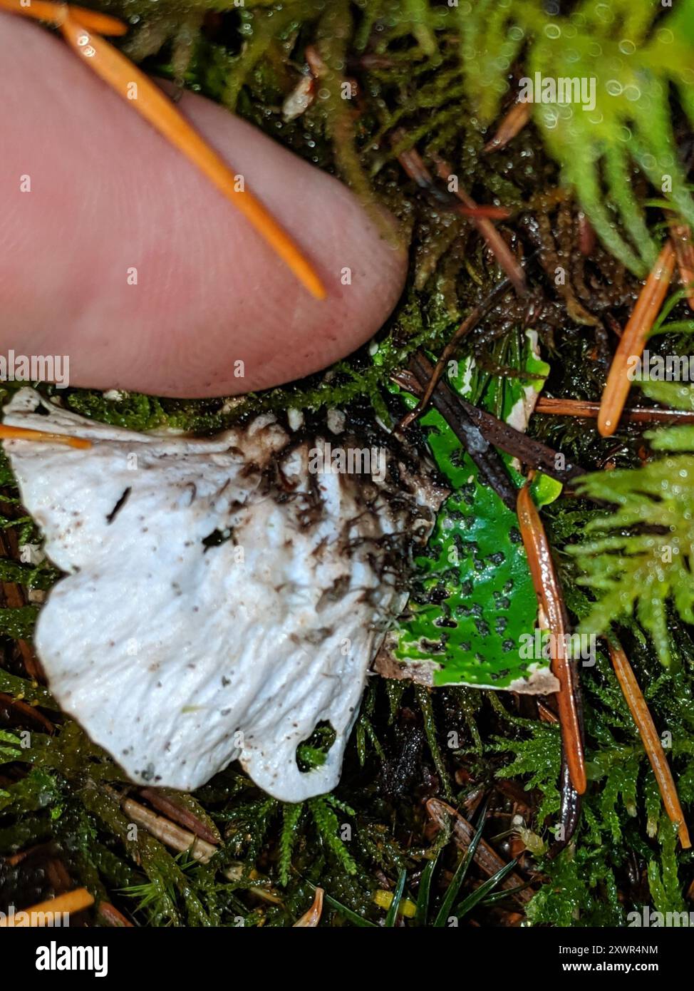 flaky freckle pelt lichen (Peltigera britannica) Fungi Stock Photo - Alamy