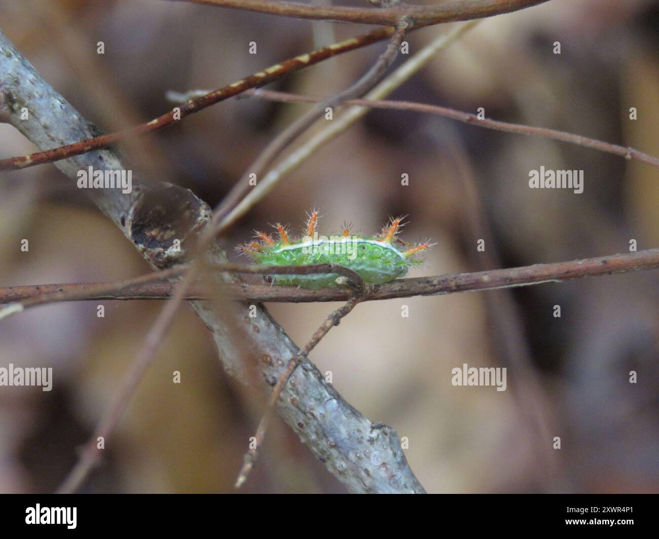 Euclea slug moth hi-res stock photography and images - Alamy