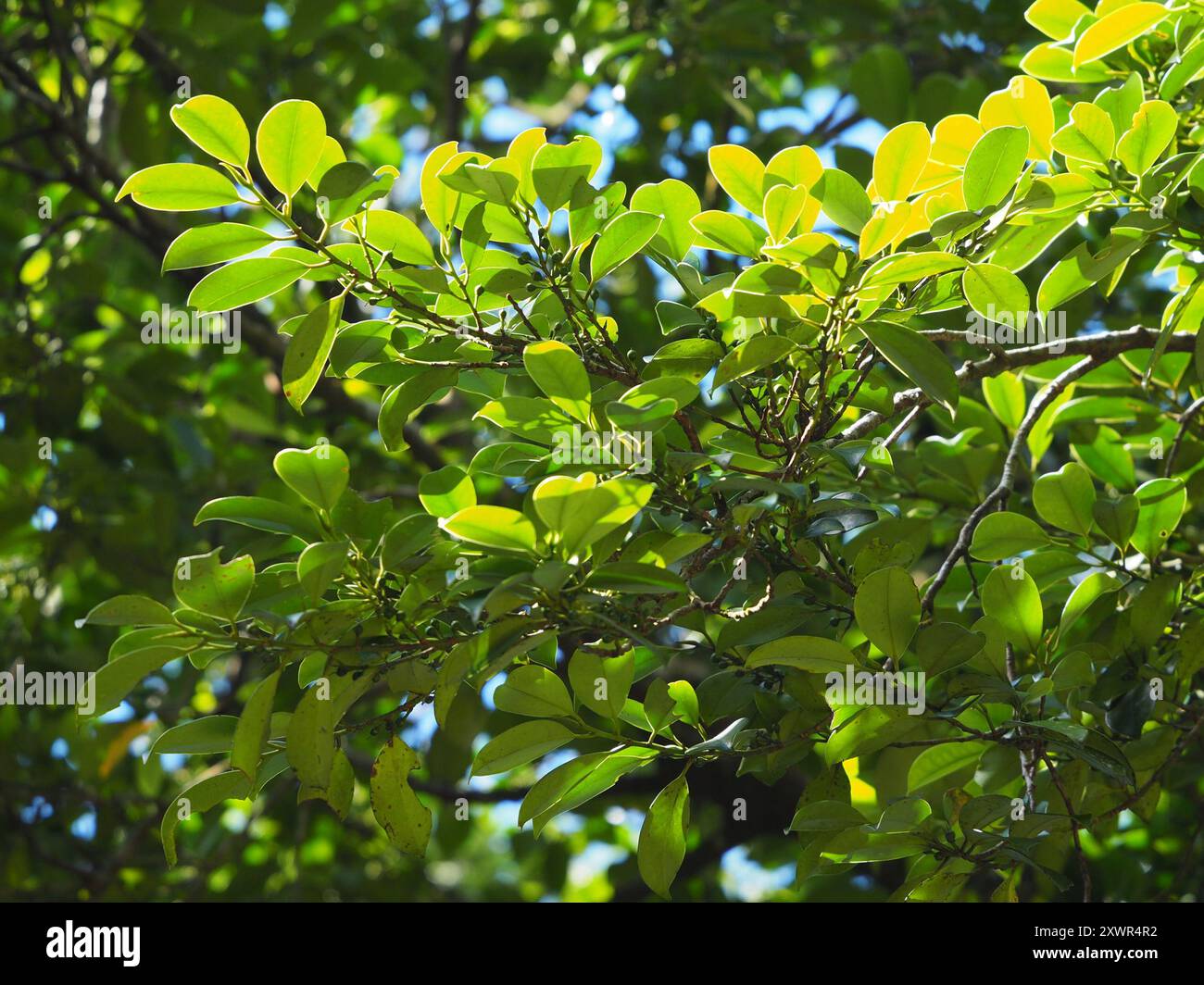 Cleyera japonica hi-res stock photography and images - Alamy