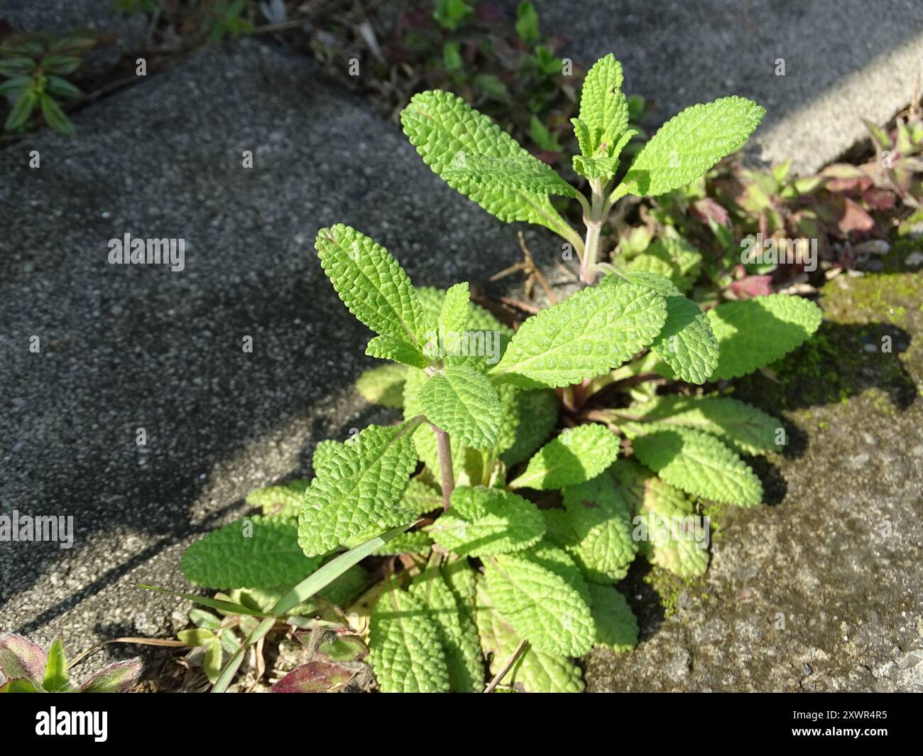 plebeian sage (Salvia plebeia) Plantae Stock Photo - Alamy