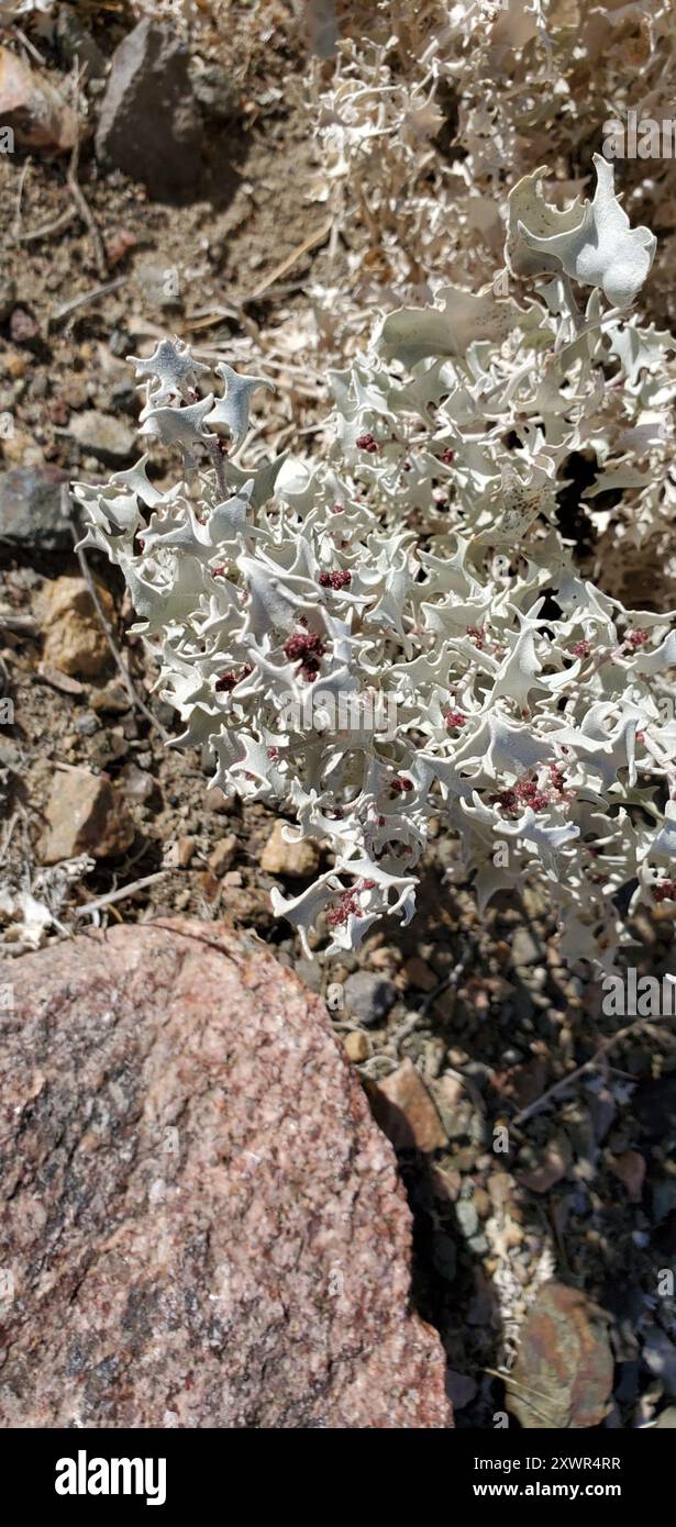 Desert Holly (Atriplex hymenelytra) Plantae Stock Photo - Alamy