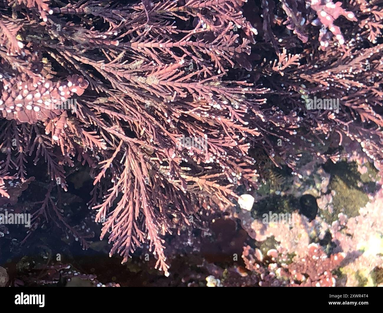 Common Coralline (Corallina officinalis) Plantae Stock Photo - Alamy