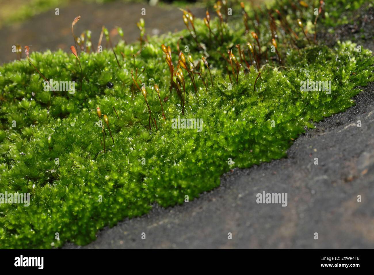 Capillary Thread-moss (Ptychostomum capillare) Plantae Stock Photo - Alamy
