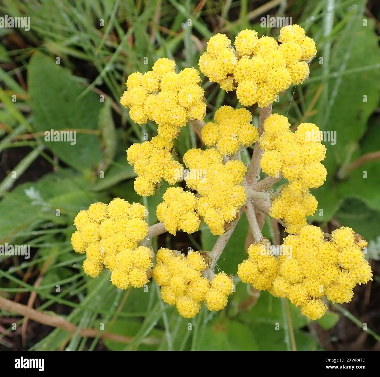 Brown Hottentot Tea Everlasting (Helichrysum nudifolium pilosellum ...