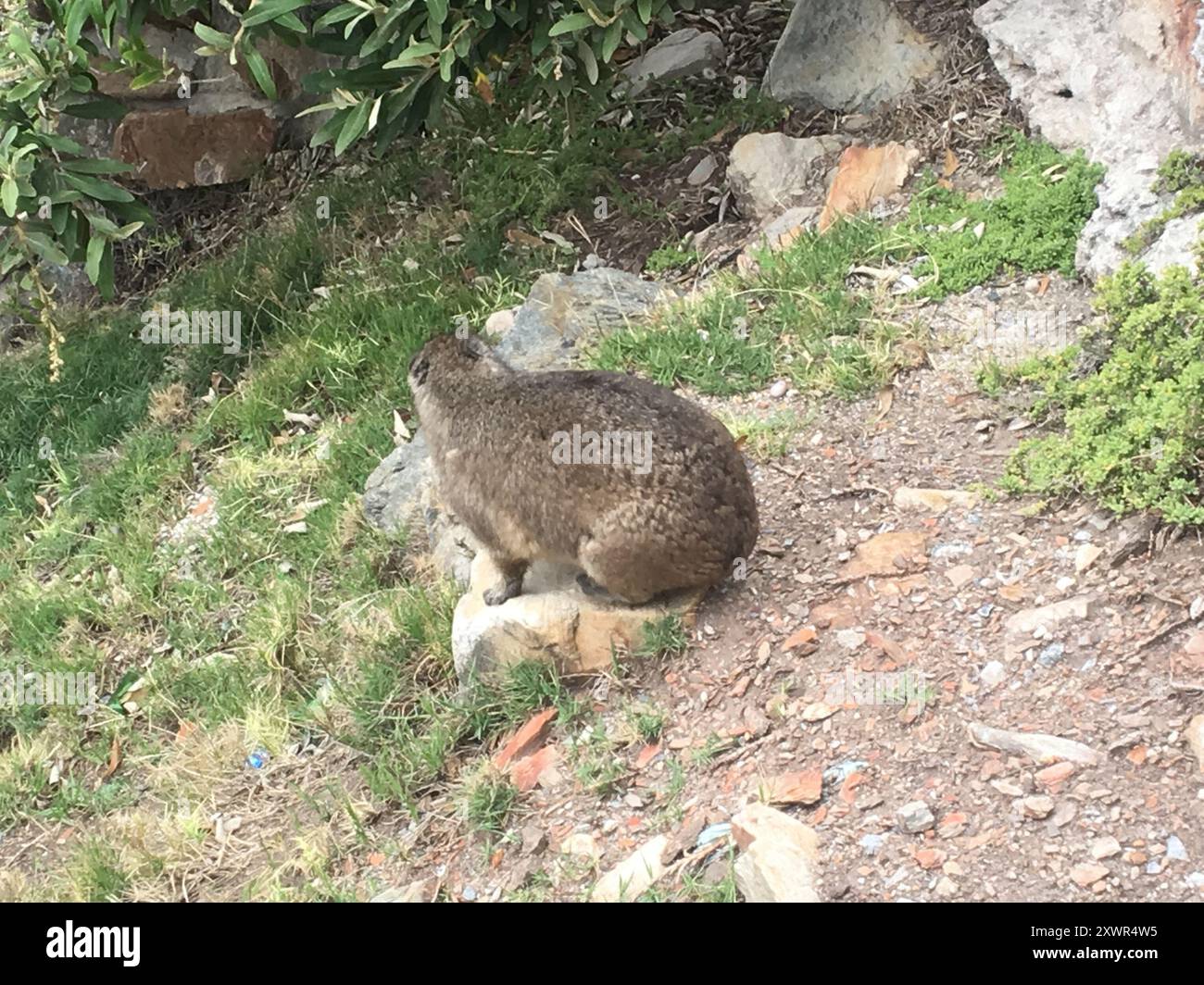 Cape Rock Hyrax (Procavia capensis capensis) Mammalia Stock Photo - Alamy