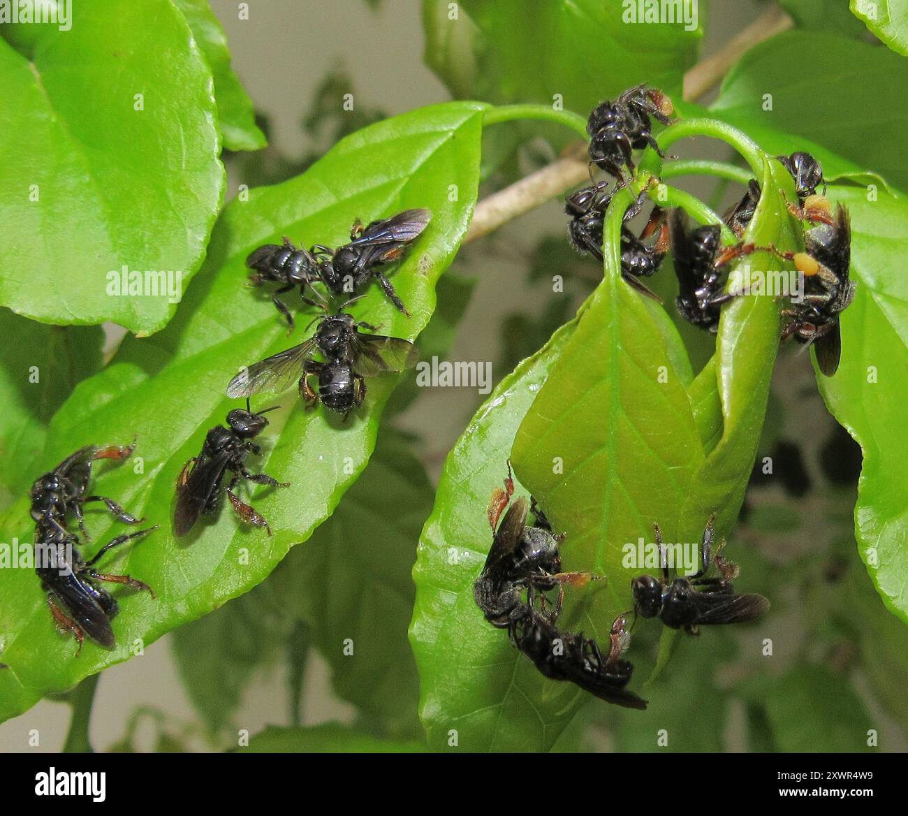 Trigona spinipes hi-res stock photography and images - Alamy
