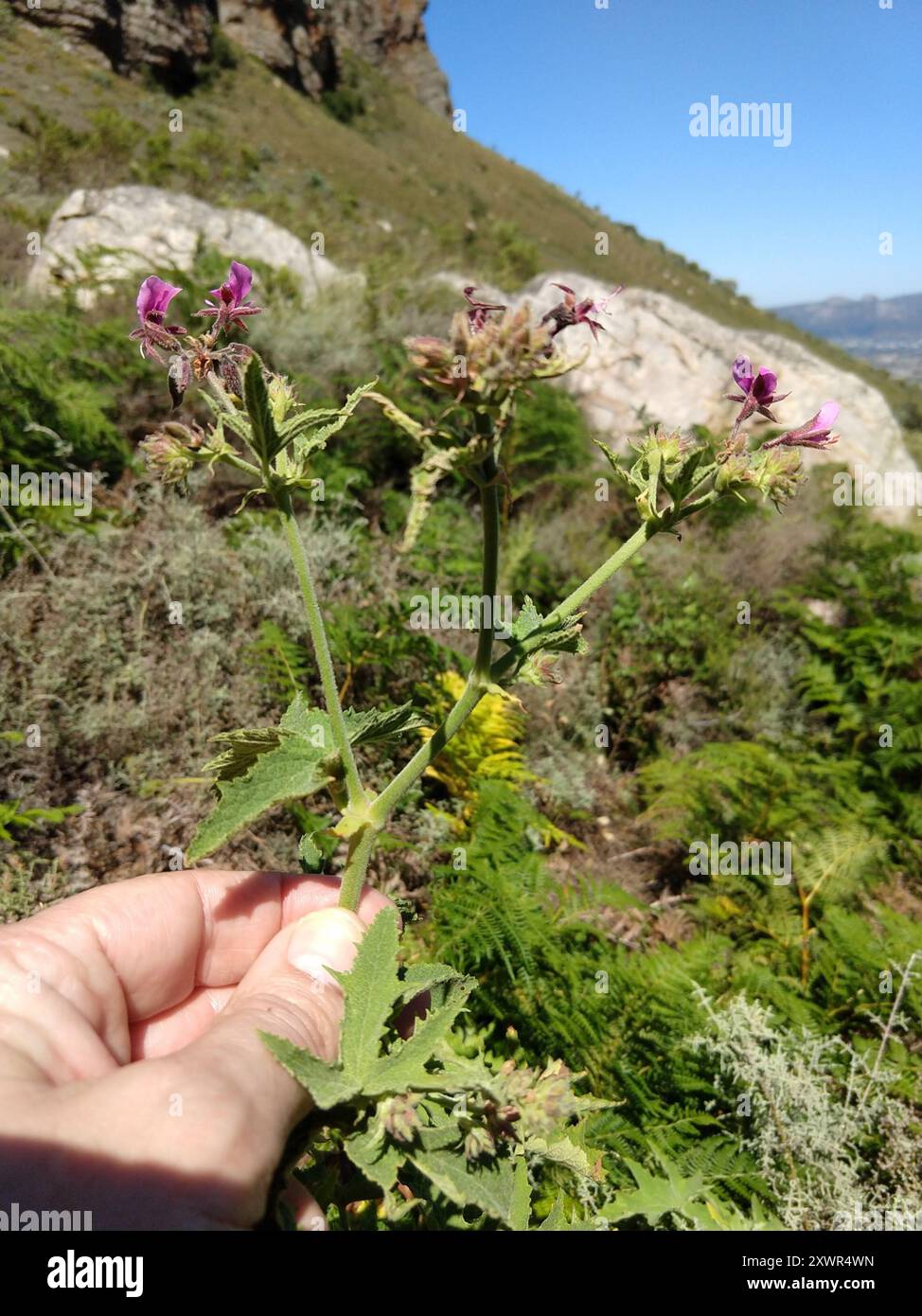 Hispid pelargonium (Pelargonium hispidum) Plantae Stock Photo - Alamy