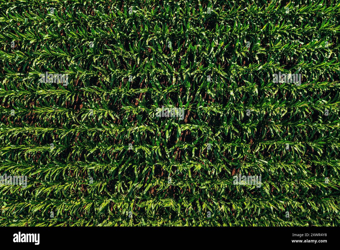 Crop texture from top hi-res stock photography and images - Alamy