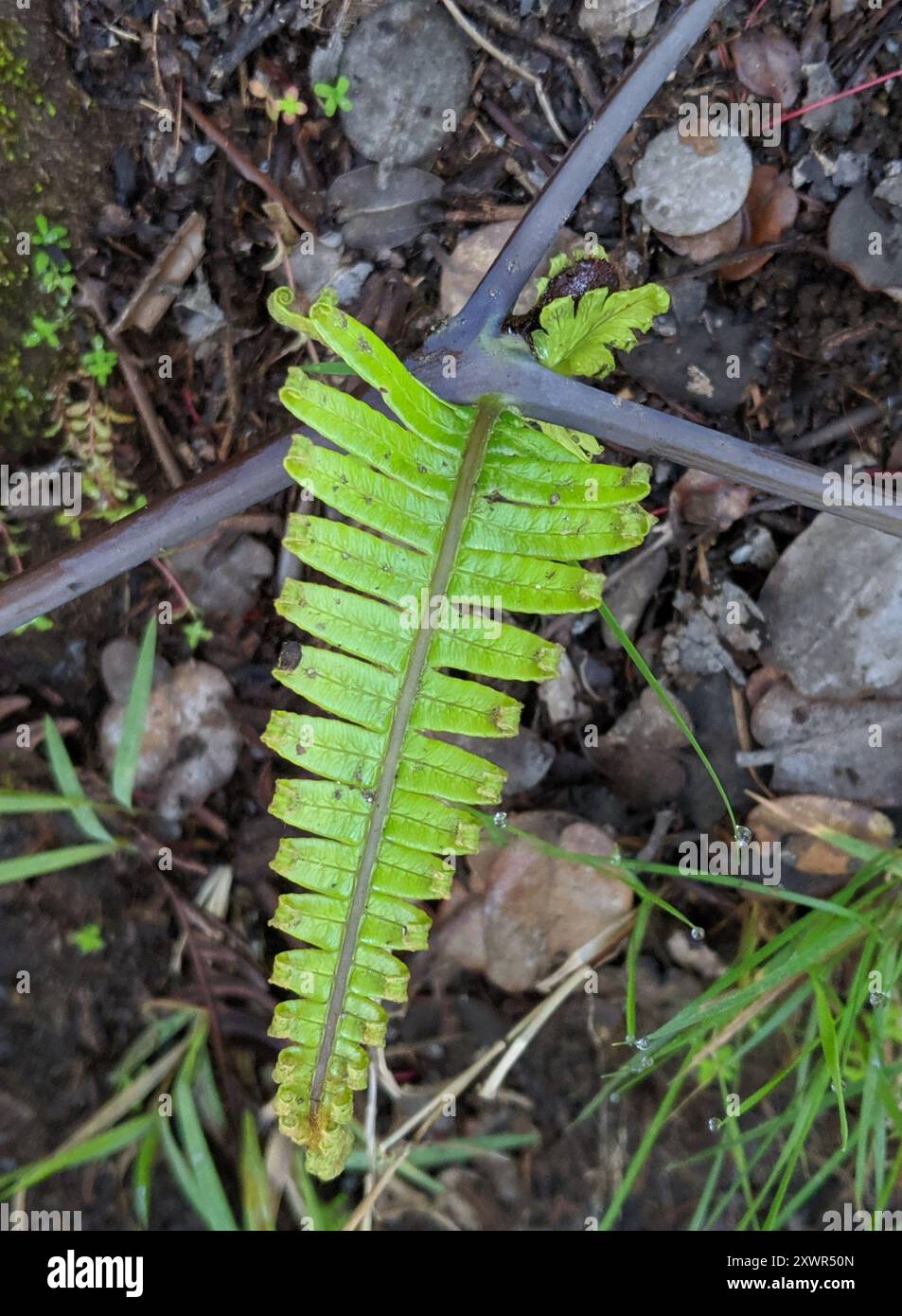 false staghorn fern (Dicranopteris linearis) Plantae Stock Photo - Alamy