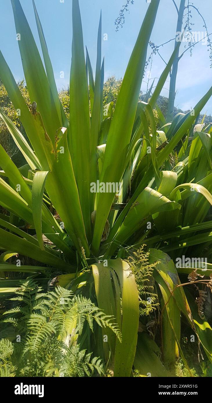 Hemp furcraea hi-res stock photography and images - Alamy