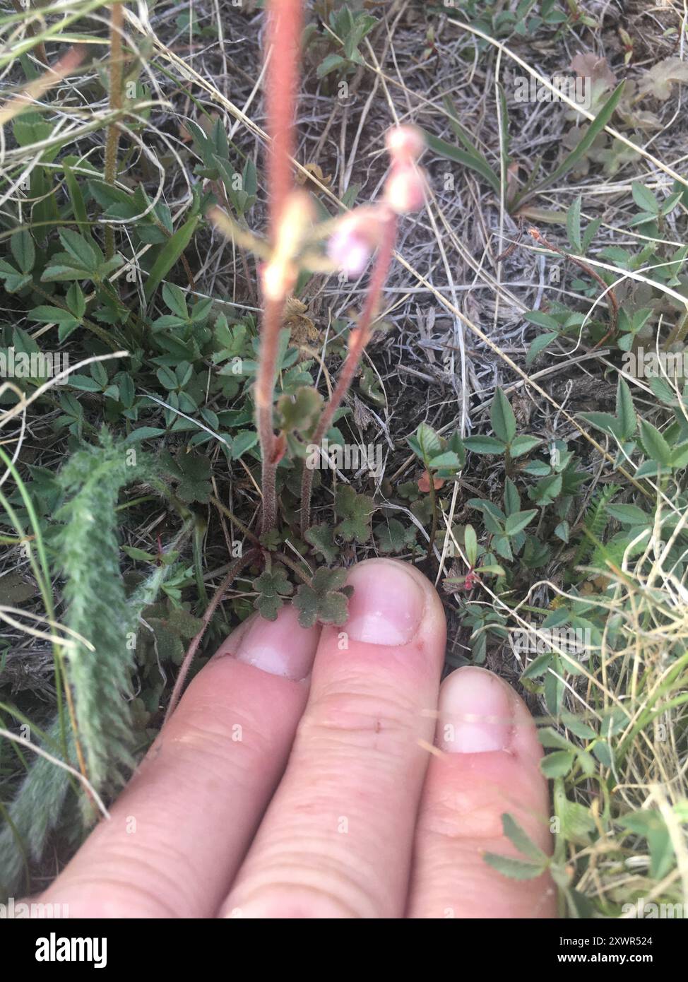 Bulbous woodland star (Lithophragma glabrum) Plantae Stock Photo - Alamy