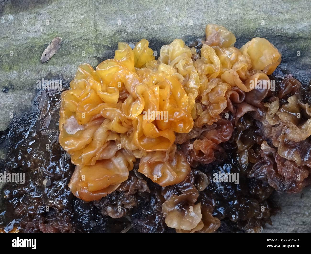 Leafy Brain (Phaeotremella foliacea) Fungi Stock Photo - Alamy