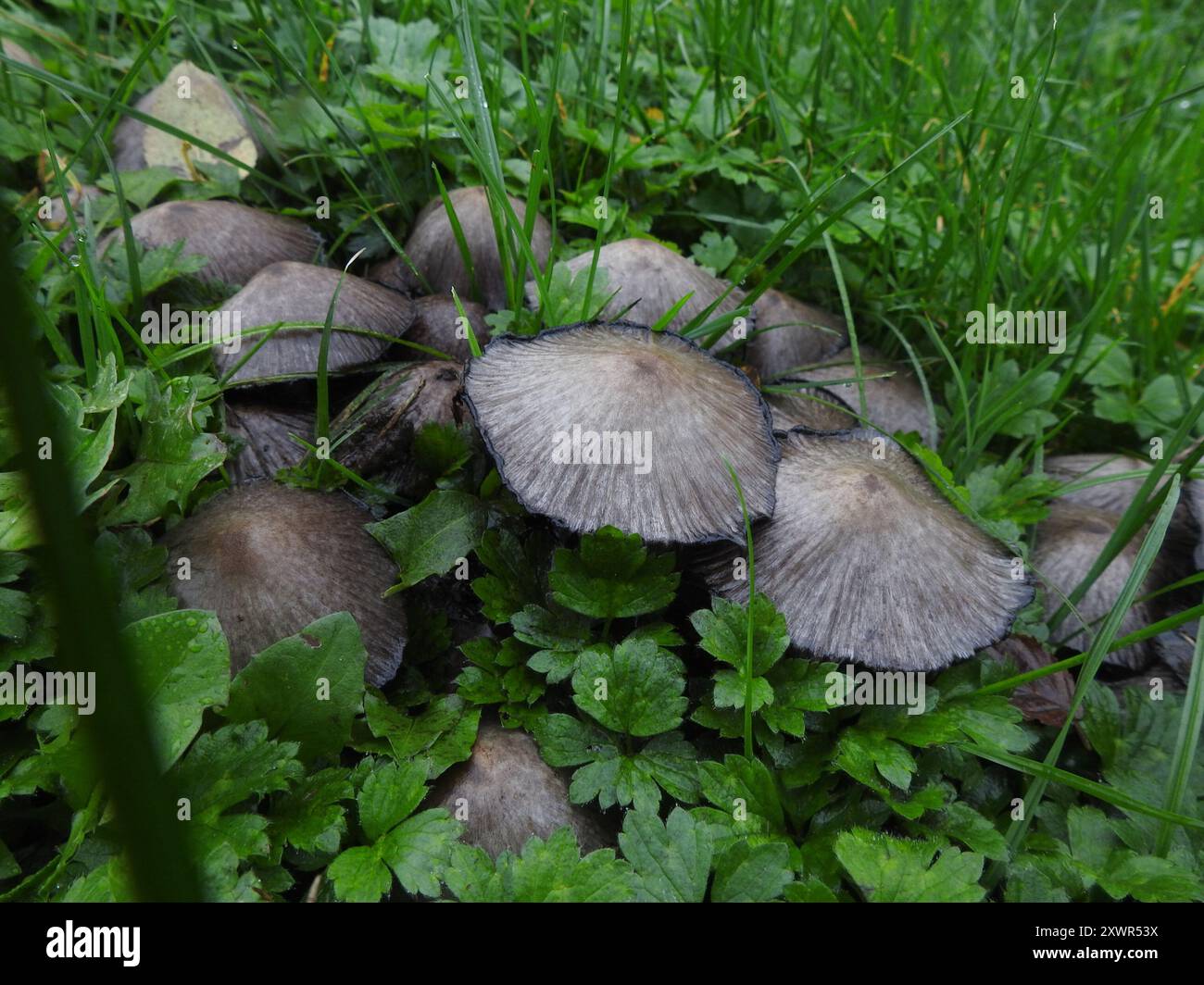 Common Ink Cap (Coprinopsis atramentaria) Fungi Stock Photo - Alamy