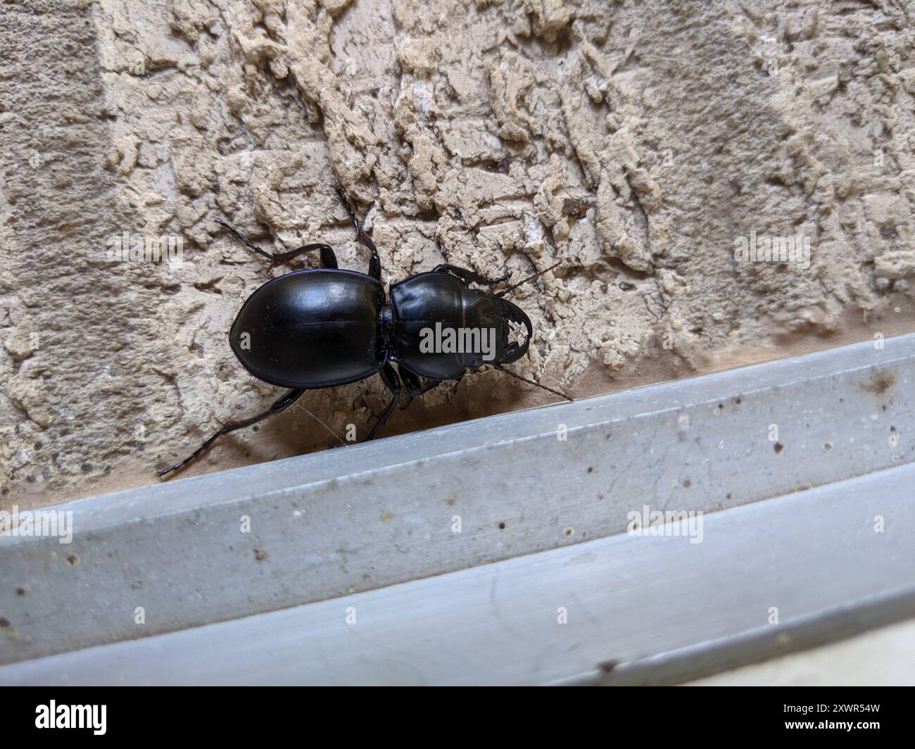 Warrior Beetles (Pasimachus) Insecta Stock Photo - Alamy