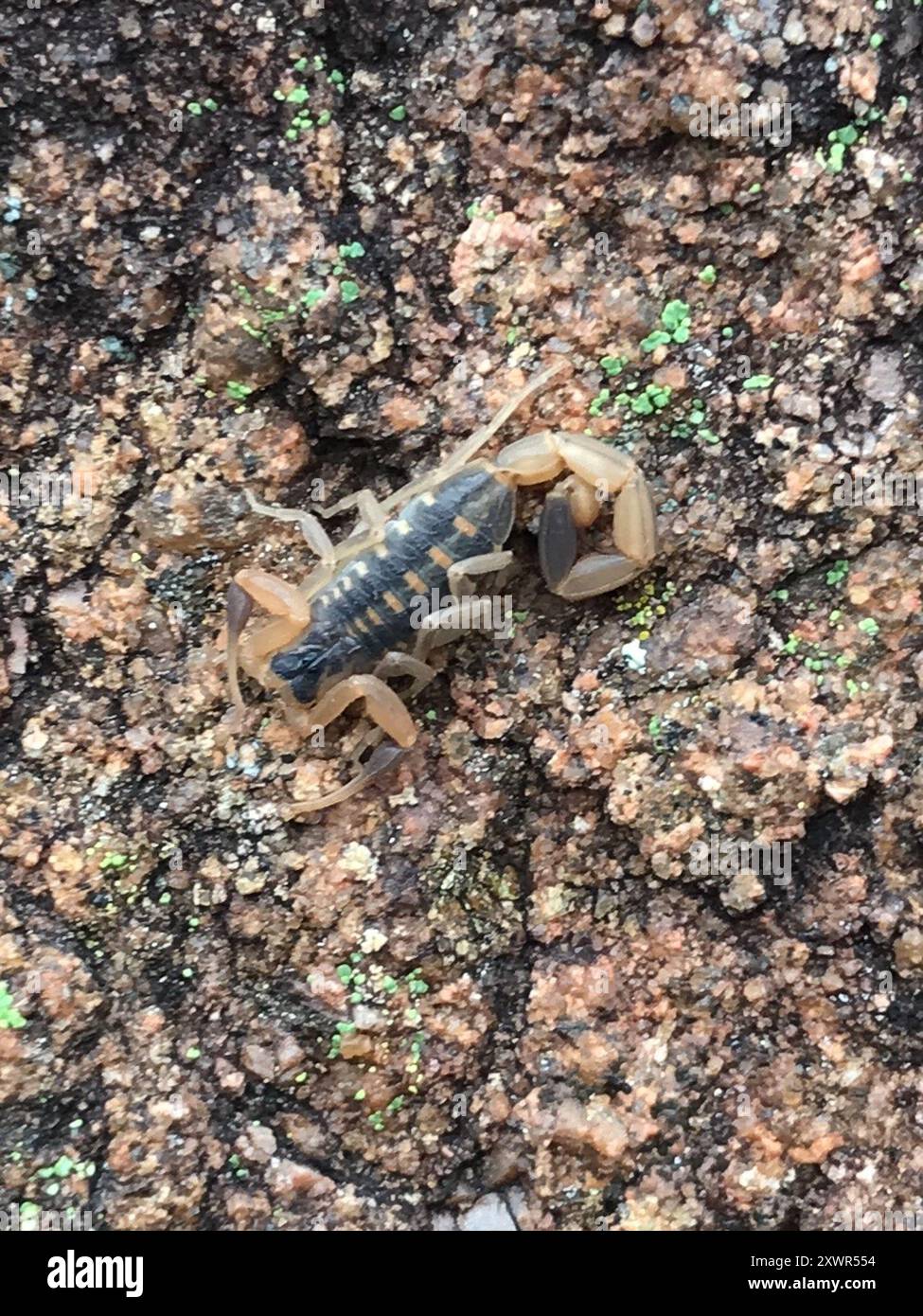 Striped Bark Scorpion (Centruroides vittatus) Arachnida Stock Photo - Alamy