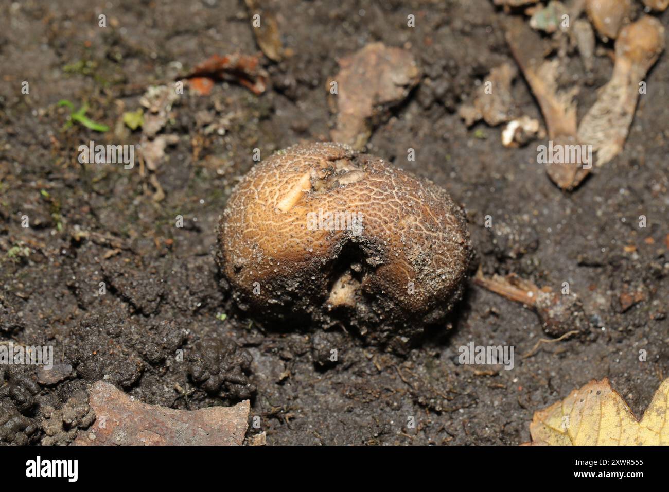 common earthball (Scleroderma citrinum) Fungi Stock Photo - Alamy