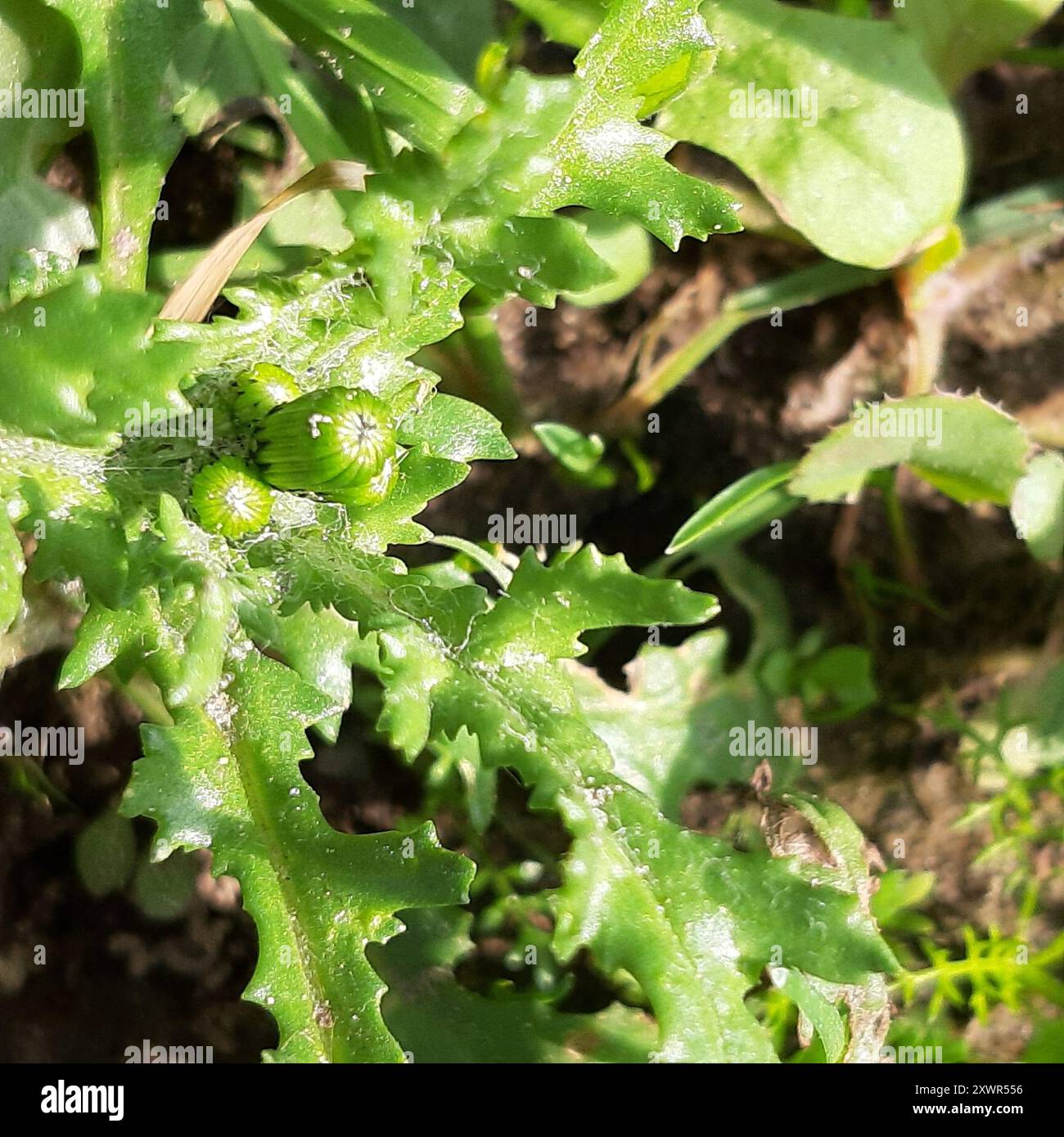 common groundsel (Senecio vulgaris) Plantae Stock Photo - Alamy