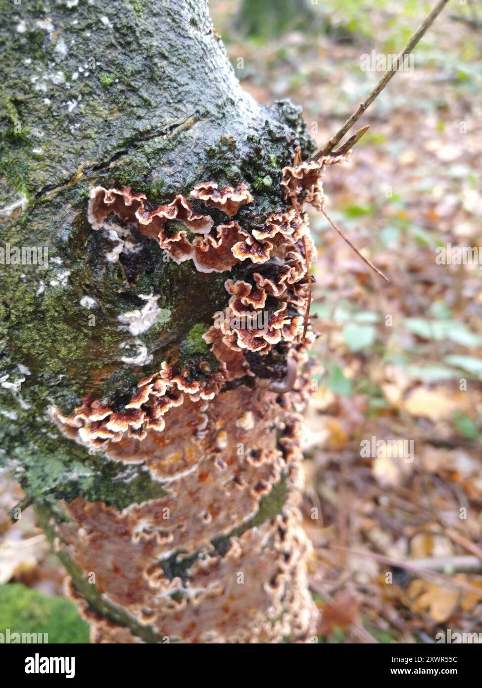 Stereum gausapatum hi-res stock photography and images - Alamy