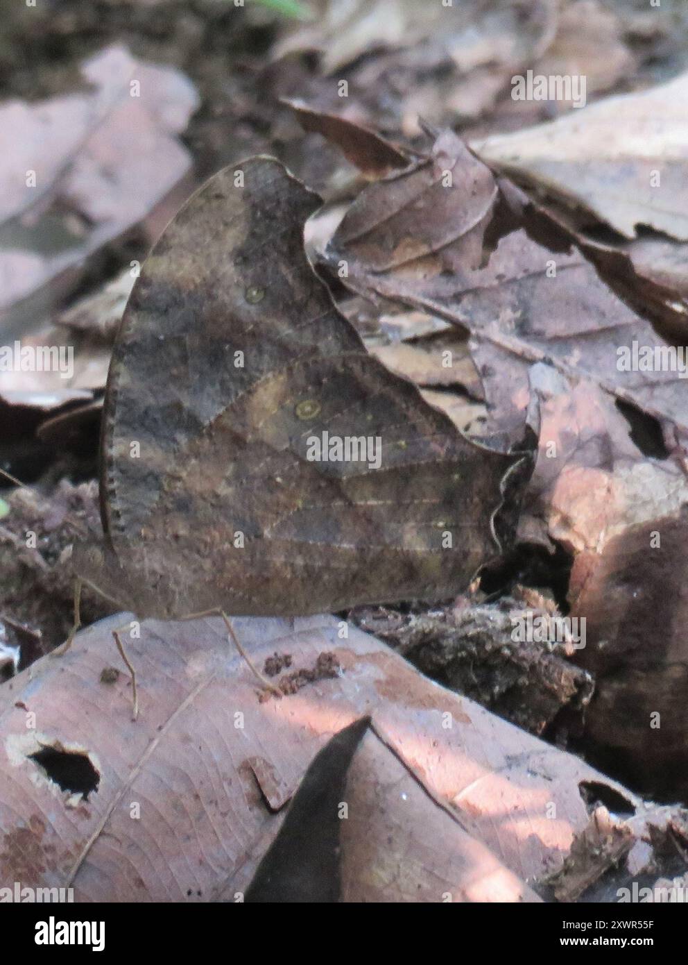 Common Evening Brown (Melanitis leda) Insecta Stock Photo - Alamy