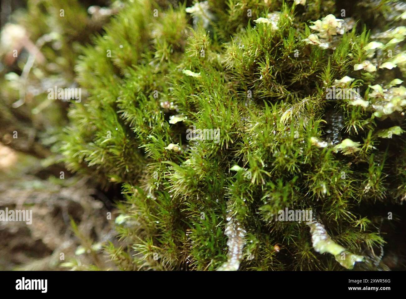 Sharp-leaved Blindia (Blindia acuta) Plantae Stock Photo - Alamy