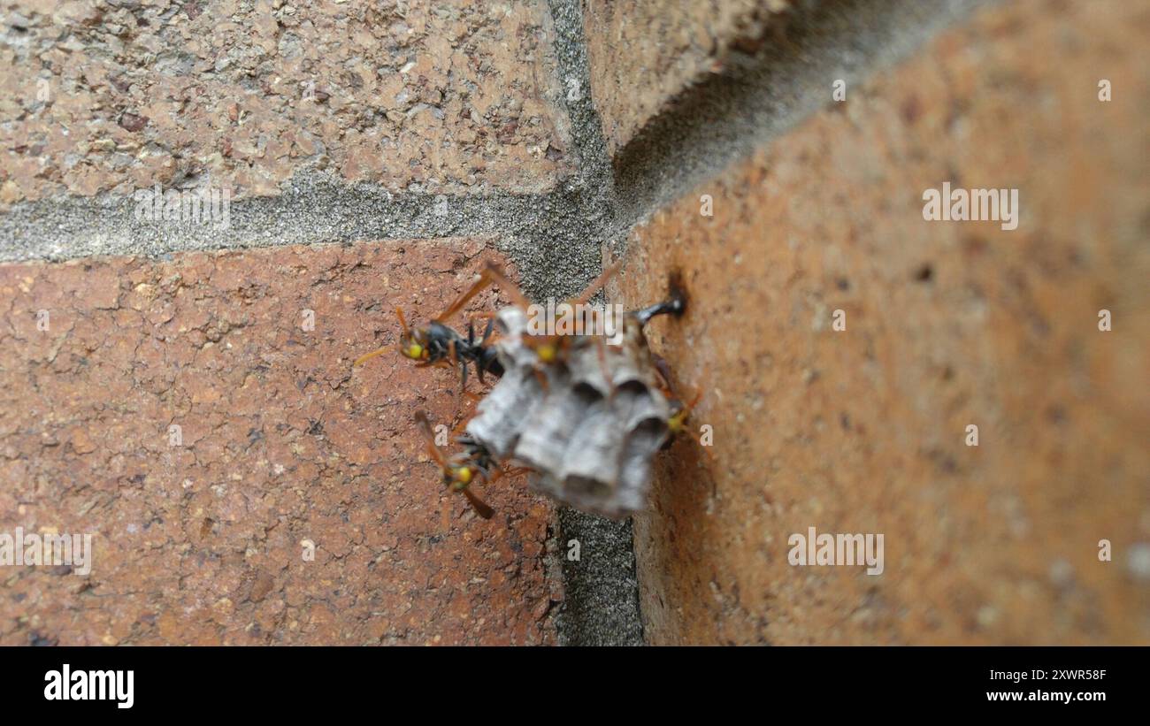 Australian Paper Wasp (Polistes humilis) Insecta Stock Photo - Alamy