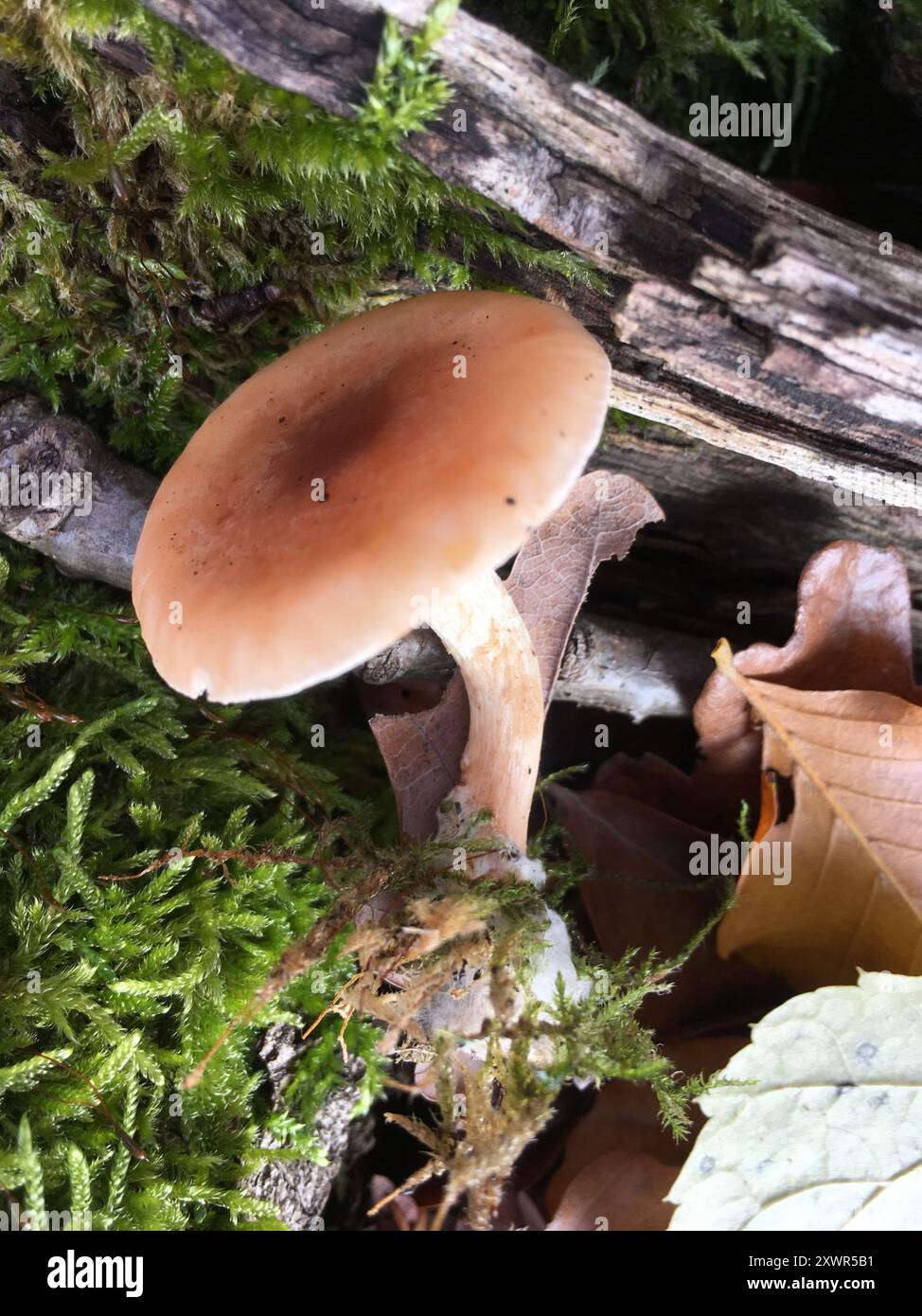 Fragrant Funnel (Clitocybe fragrans) Fungi Stock Photo - Alamy