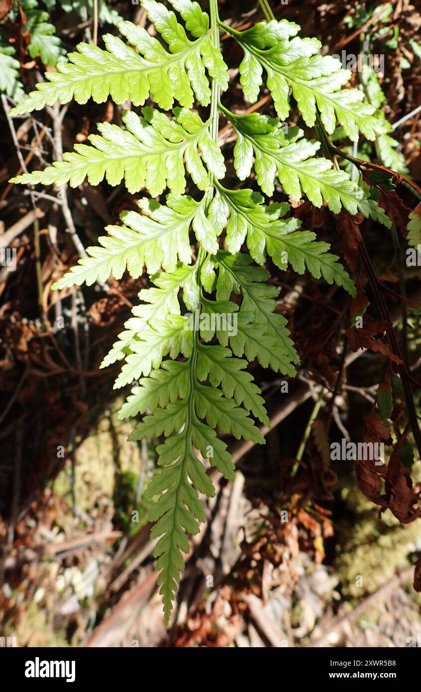 leatherleaf fern (Rumohra adiantiformis) Plantae Stock Photo - Alamy