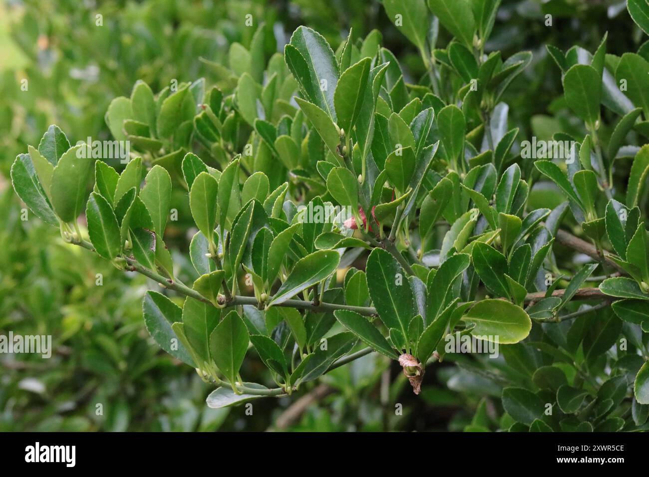 Japanese spindle tree (Euonymus japonicus) Plantae Stock Photo - Alamy