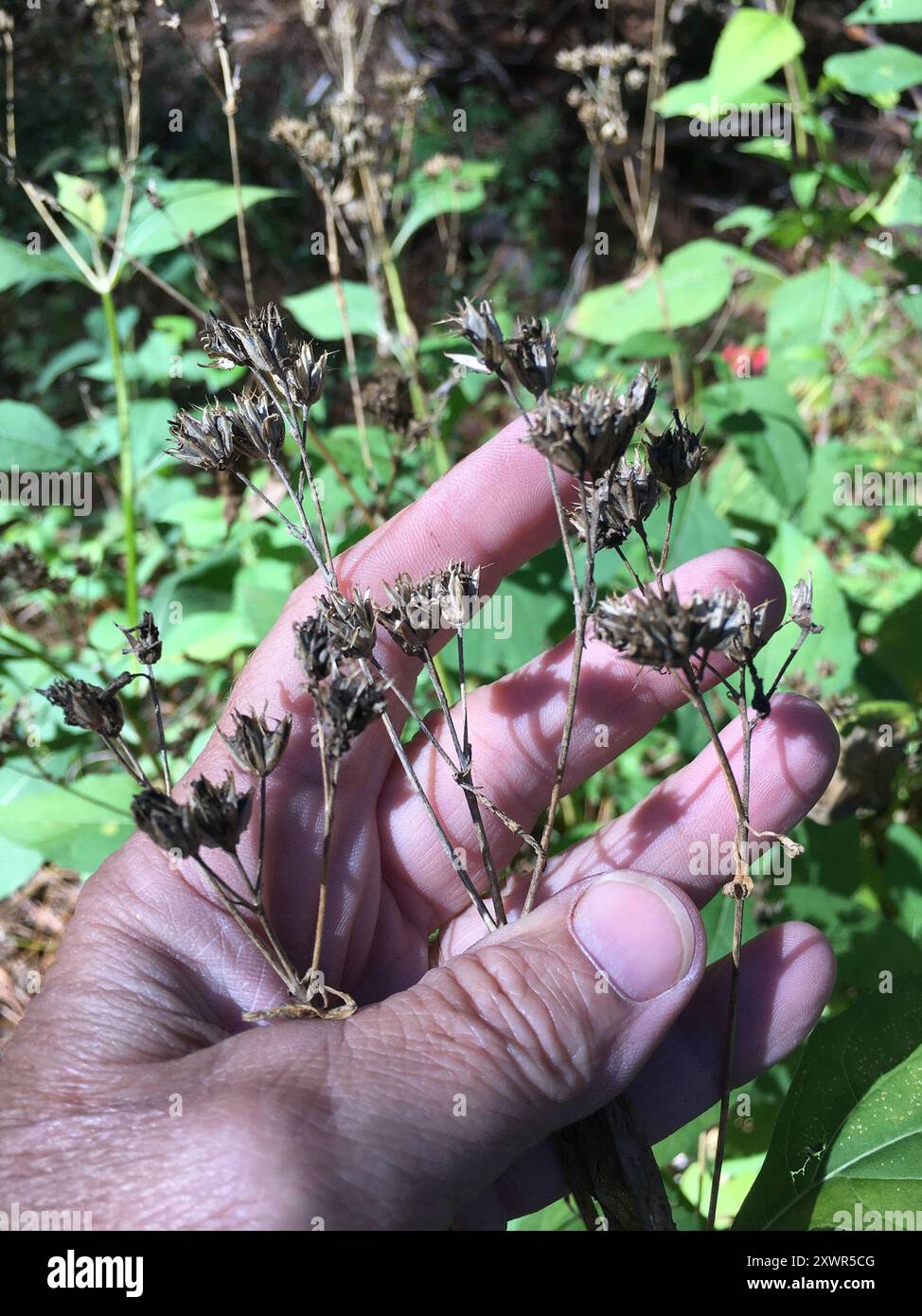 Yellow Crownbeard (Verbesina occidentalis) Plantae Stock Photo - Alamy