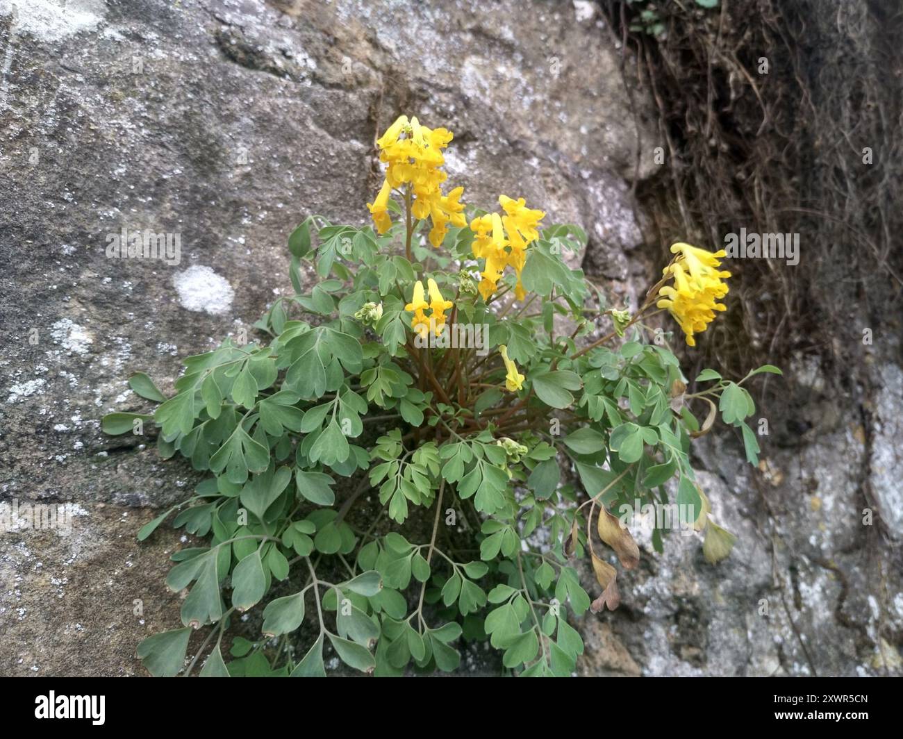 Yellow Fumitory (Pseudofumaria lutea) Plantae Stock Photo - Alamy