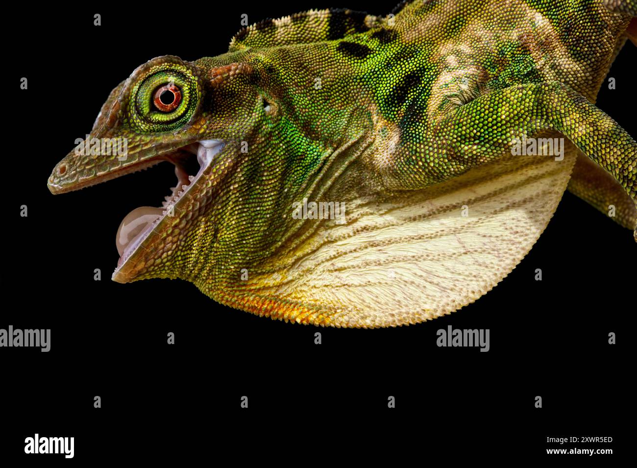 Boy Anole Lizard Anole Mating, Reproduction, Courting • The Wannabe