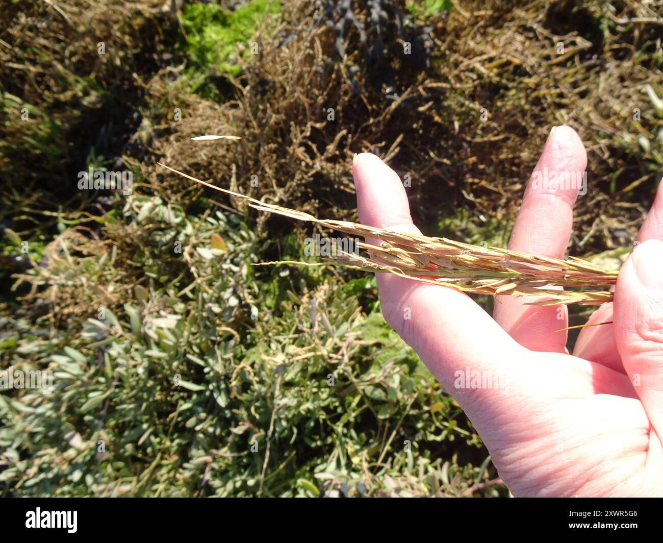 common cordgrass (Sporobolus anglicus) Plantae Stock Photo - Alamy