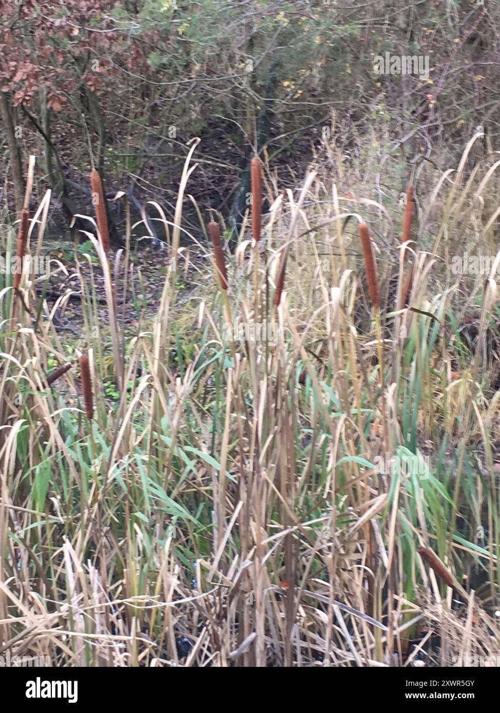 broadleaf cattail (Typha latifolia) Plantae Stock Photo - Alamy