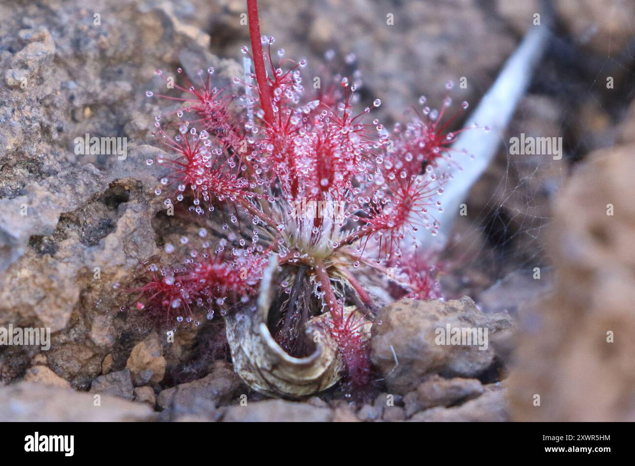 Drosera neocaledonica hi-res stock photography and images - Alamy
