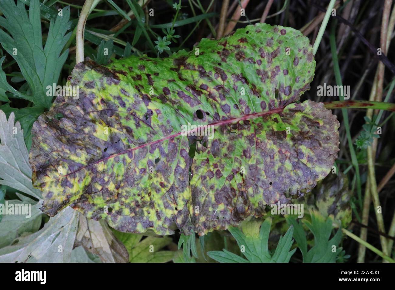 broad-leaved dock (Rumex obtusifolius) Plantae Stock Photo - Alamy