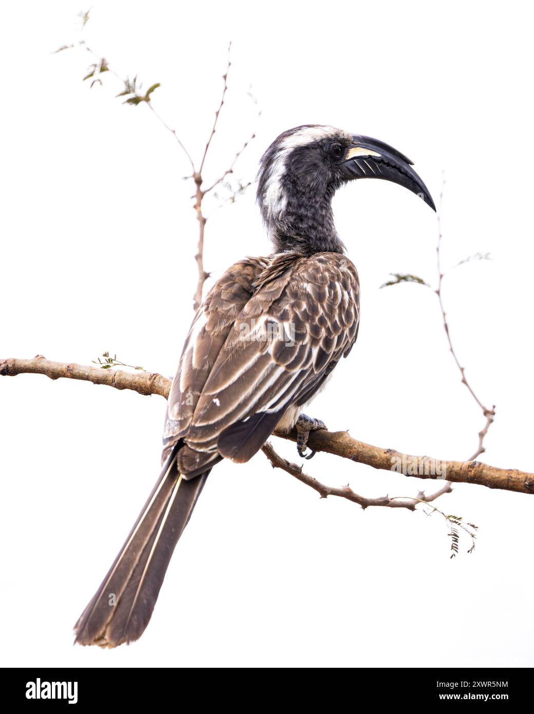 African grey hornbill bird hi-res stock photography and images - Alamy