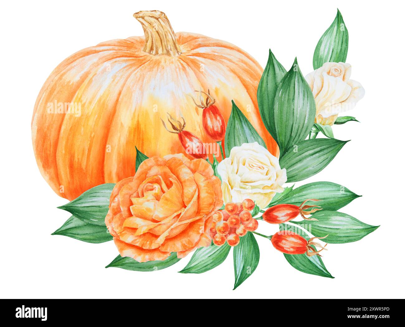 Orange and white roses, pumpkin and rose hips. Hand drawn watercolor ...